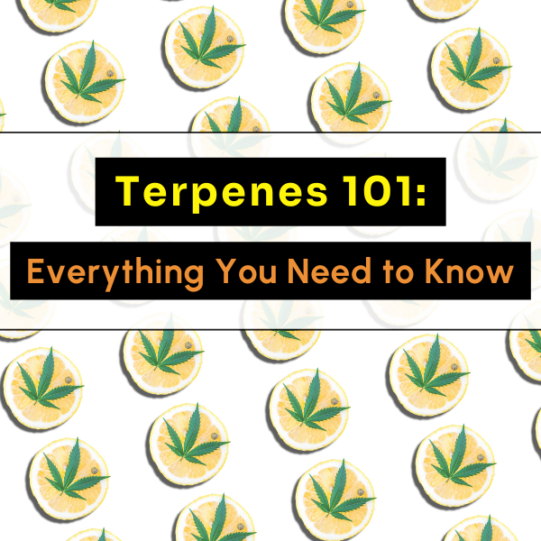 Terpenes 101: Types, Benefits And Cannabis Terpenes UK – fmula+